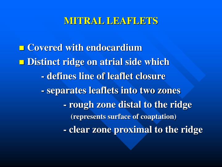 PPT - MORPHOLOGY OF THE MITRAL VALVE PowerPoint Presentation - ID:158775