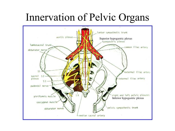PPT - Innervation of Pelvic Organs PowerPoint Presentation, free ...