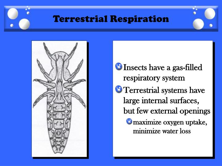 PPT - Respiratory Adaptations of Aquatic Insects in Wetlands PowerPoint ...