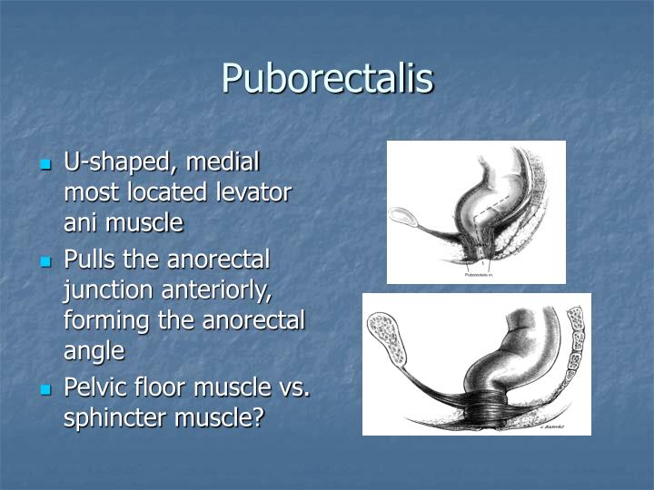 PPT - Pelvic Floor Anatomy PowerPoint Presentation - ID:161220