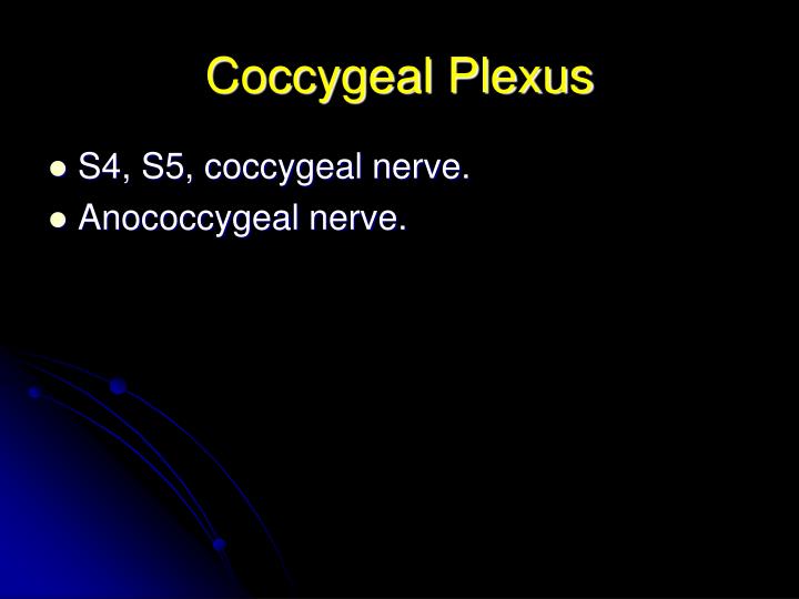 PPT - PELVIC BLOOD SUPPLY PowerPoint Presentation - ID:161385