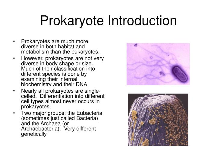 PPT - Prokaryotes PowerPoint Presentation - ID:161796