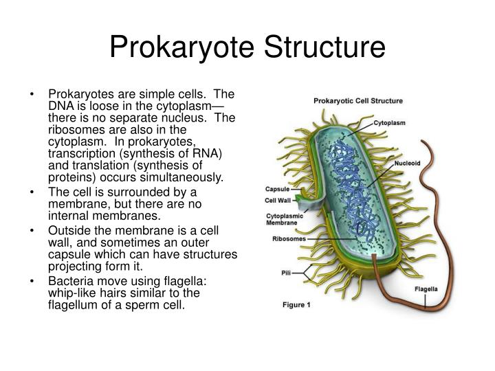 Simple Prokaryotic Cells