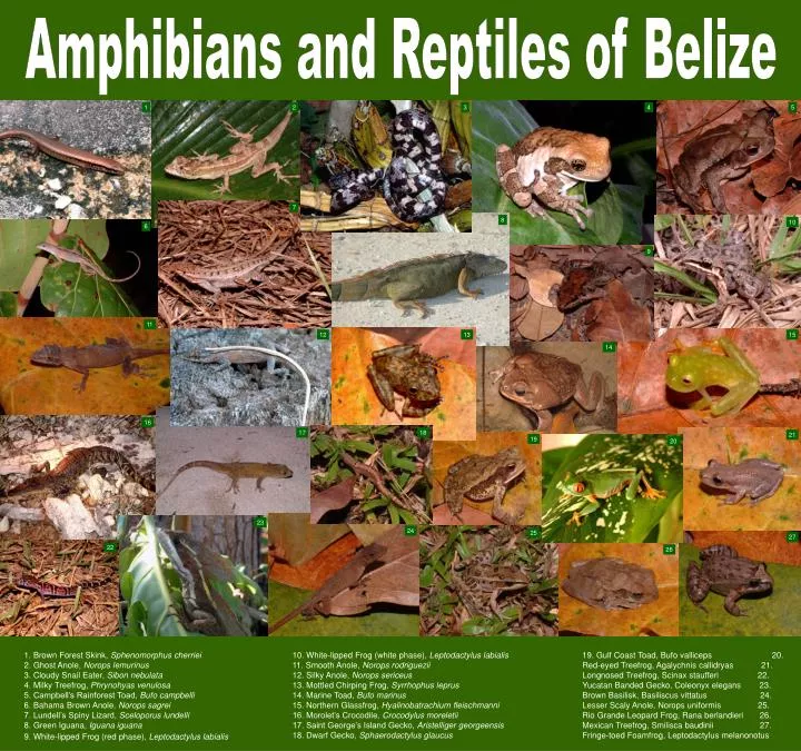 PPT - Amphibians and Reptiles of Belize PowerPoint Presentation, free ...