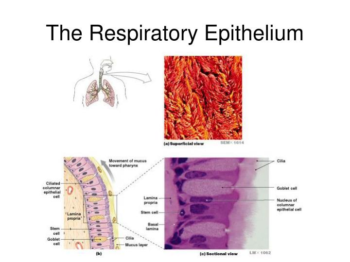 PPT - Chapter 22. PowerPoint Presentation - ID:163870