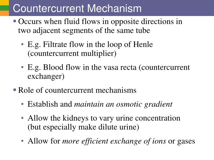 PPT - Urinary System I: Kidneys and Urine Formation PowerPoint ...