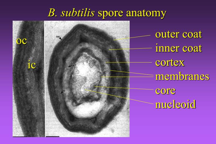 PPT - MIC 329 The Gram-positive World* PowerPoint Presentation - ID:169097