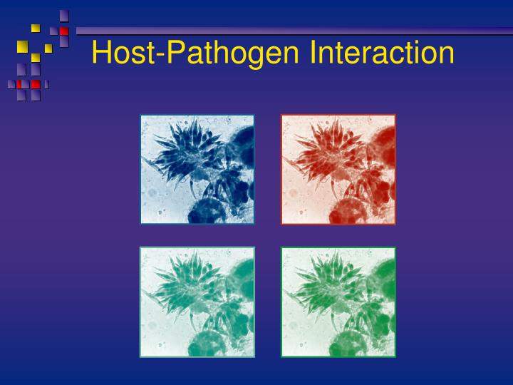 PPT - Host-Pathogen Interaction PowerPoint Presentation, free download ...