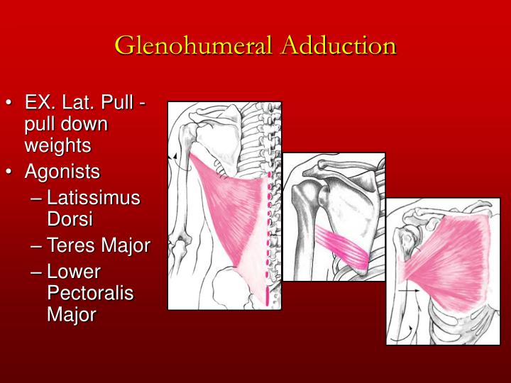 PPT - Chapter 5 The Shoulder Joint PowerPoint Presentation - ID:172726
