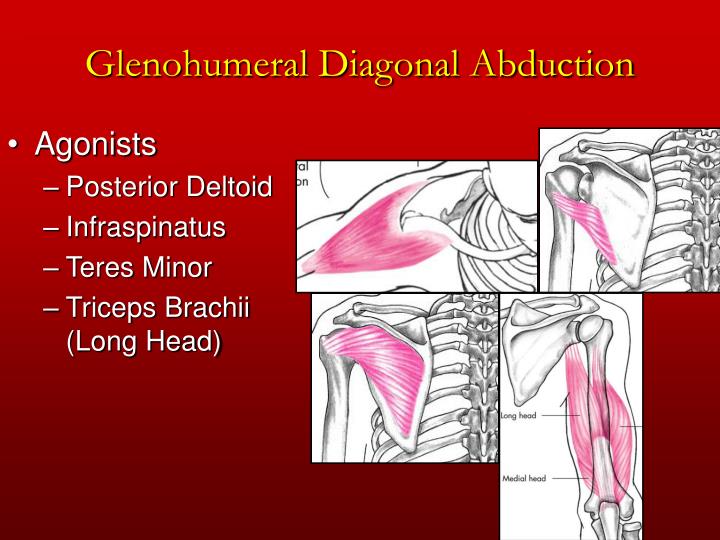 PPT - Chapter 5 The Shoulder Joint PowerPoint Presentation - ID:172726