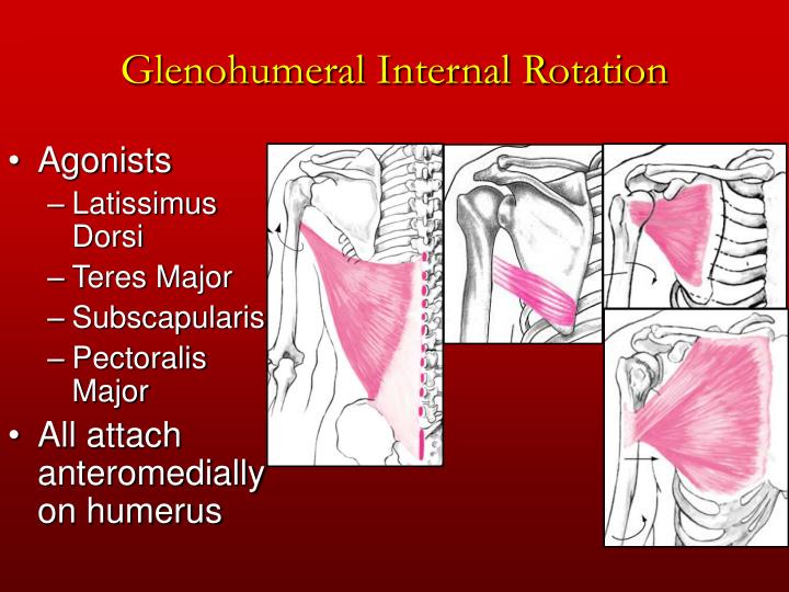 PPT - Chapter 5 The Shoulder Joint PowerPoint Presentation - ID:172726