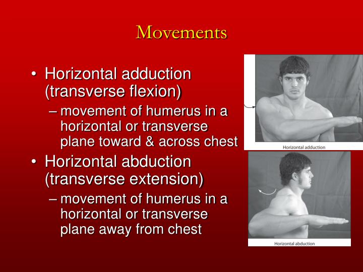 PPT - Chapter 5 The Shoulder Joint PowerPoint Presentation - ID:172726