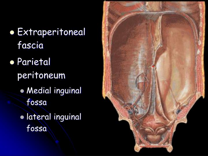 PPT - ABDOMEN PowerPoint Presentation - ID:172738