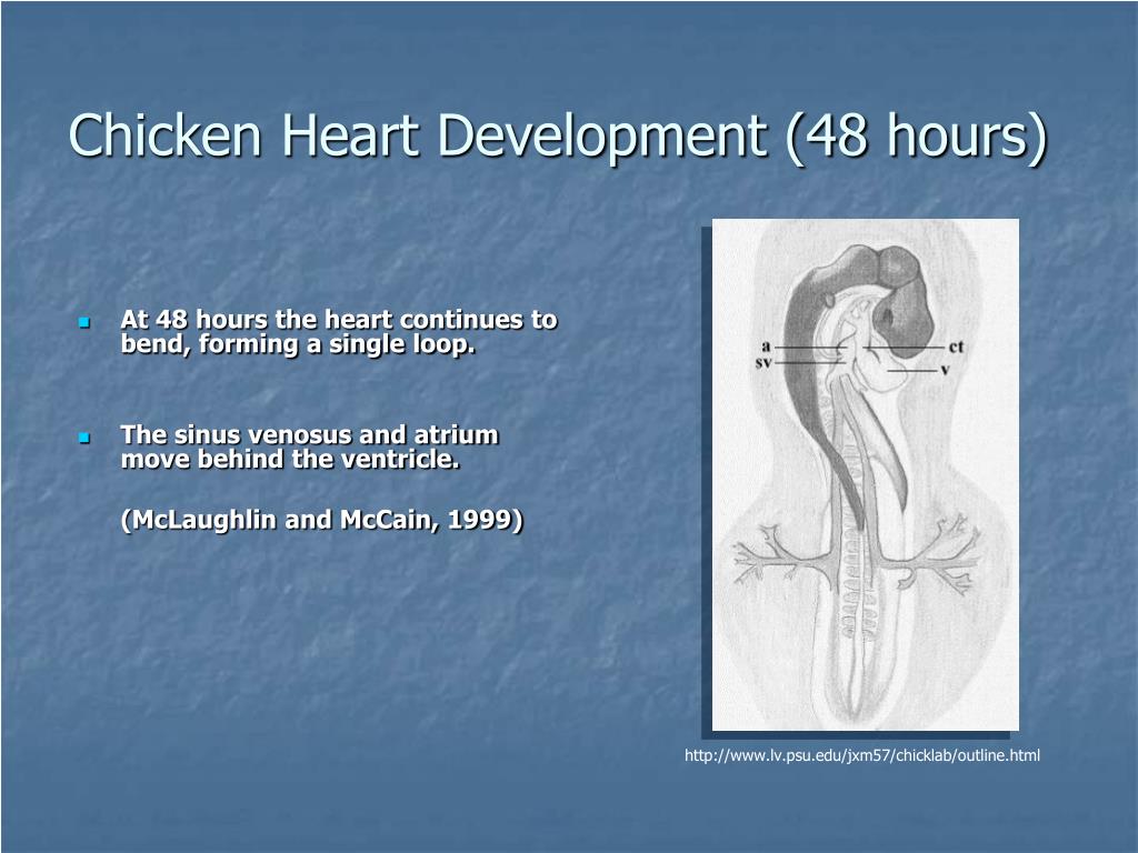 PPT - The Effects of Nicotine on the Heart Rate of the 5-Day In Vitro ...