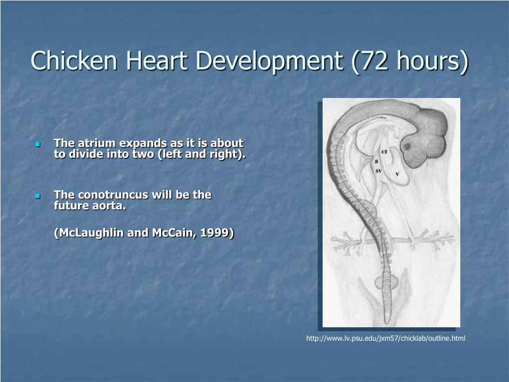 PPT - The Effects of Nicotine on the Heart Rate of the 5-Day In Vitro ...