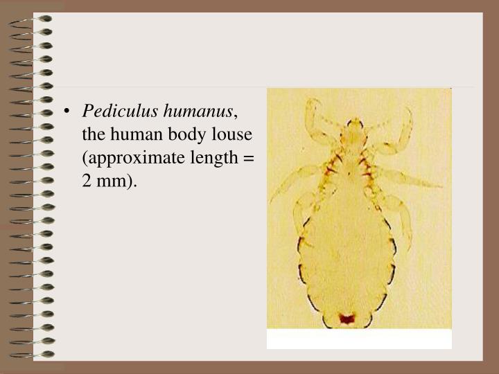 PPT - Pediculus humanus and Phthirus pubis PowerPoint Presentation - ID ...
