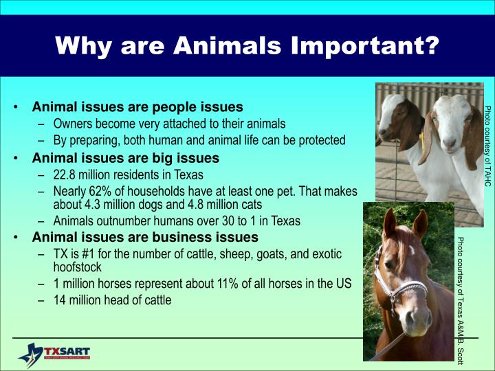 Why Is Animals So Important at Debra Milligan blog Why Is Animals So Important at Debra Milligan blog