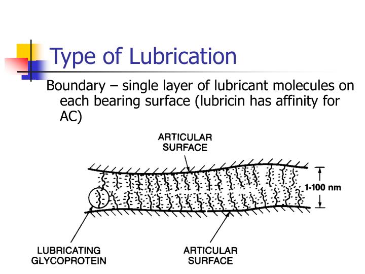 PPT - Articular Cartilage PowerPoint Presentation - ID:176537