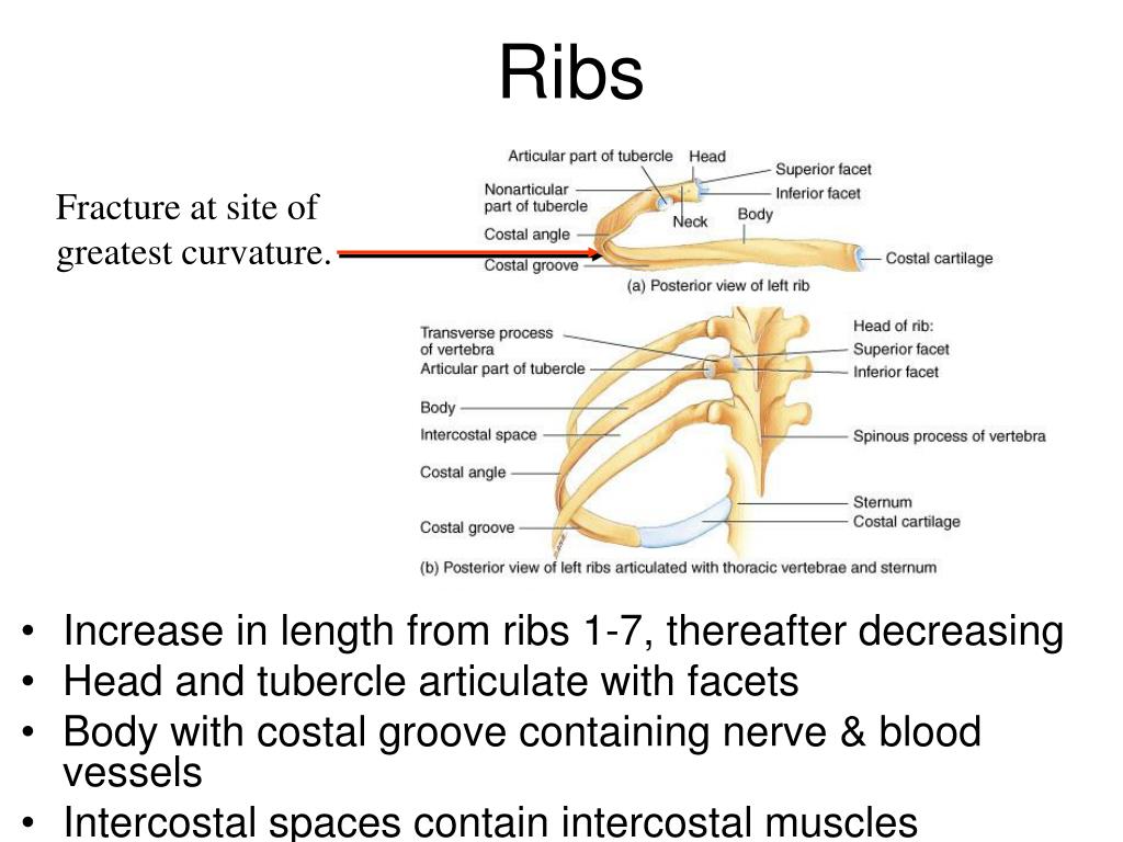 Ppt Lab05 Vertebrae Ribs And Rib Articulation Sternum Skull Review