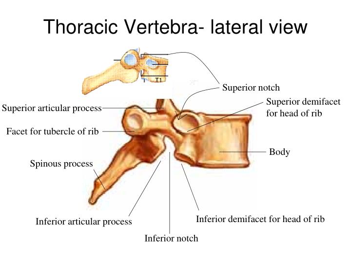 PPT - Lab05 Vertebrae Ribs and rib articulation Sternum Skull Review ...