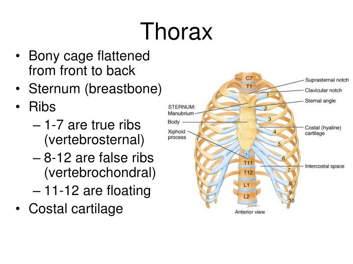 PPT - Lab05 Vertebrae Ribs and rib articulation Sternum Skull Review ...
