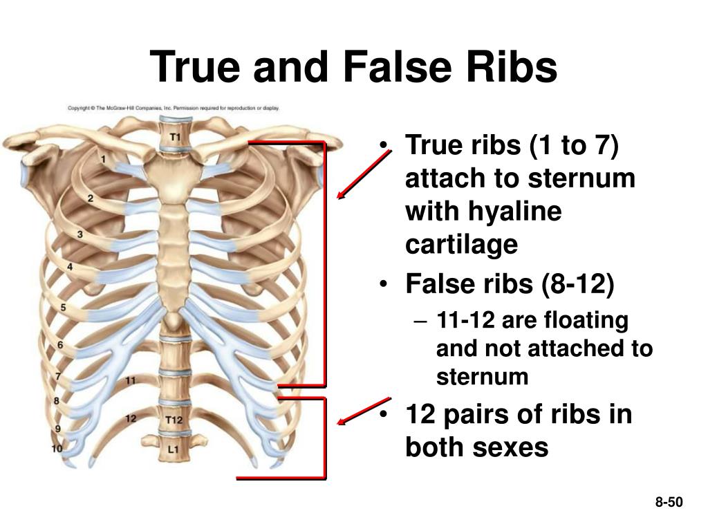 True Ribs And Floating Ribs