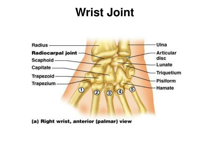 PPT - Joints Bone Connections PowerPoint Presentation - ID:176707