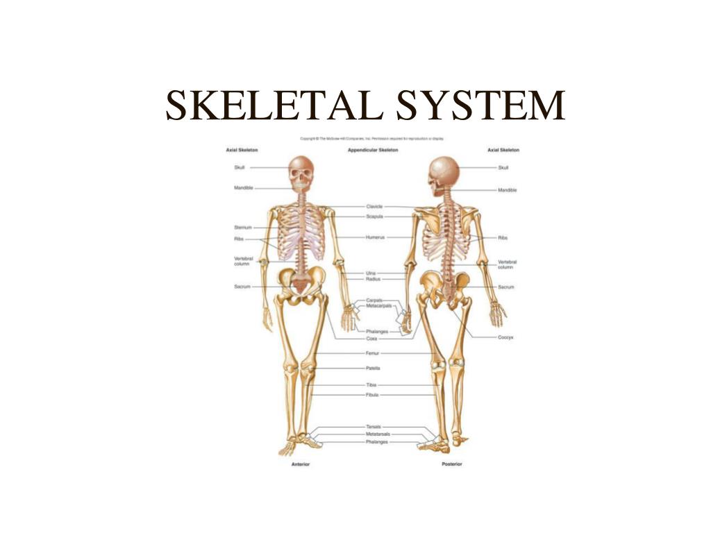 PPT SKELETAL SYSTEM PowerPoint Presentation Free Download ID 176771 PPT SKELETAL SYSTEM PowerPoint Presentation Free Download ID 176771