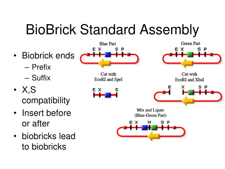 PPT - DNA Manipulation in Synthetic Biology PowerPoint Presentation - ID:178473