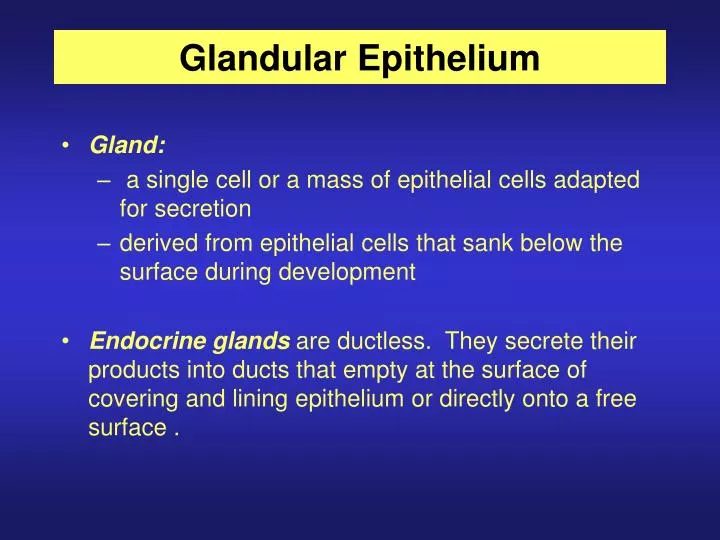 PPT - Glandular Epithelium PowerPoint Presentation, free download - ID ...