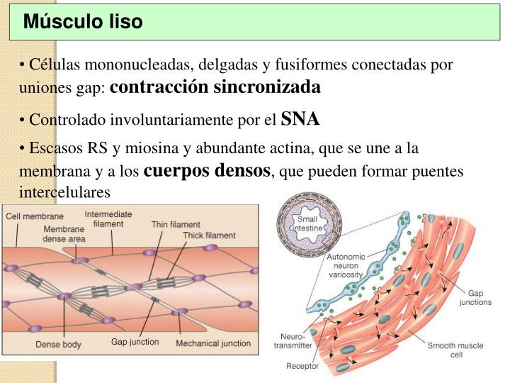 PPT - CONTRACCIÓN MUSCULAR PowerPoint Presentation - ID:180500