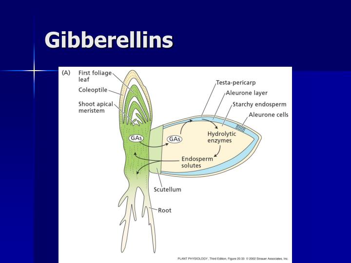 PPT - Lecture 7 Growth and Development PowerPoint Presentation - ID:182928
