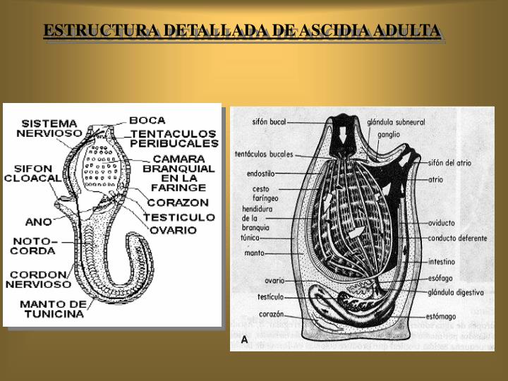 PPT - Vertebrados PowerPoint Presentation - ID:1870