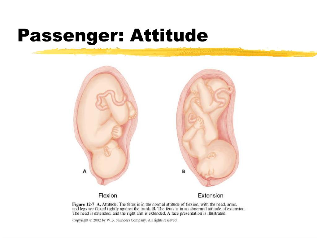 Ppt The Birth Process Powerpoint Presentation Free Download Id 187838