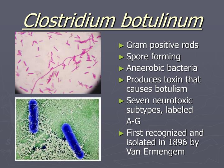 PPT - Clostridium botulinum and Botulism PowerPoint Presentation - ID ...