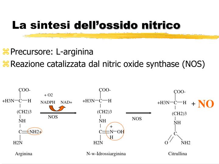 PPT - Ossido nitrico e funzione erettiva PowerPoint Presentation - ID ...