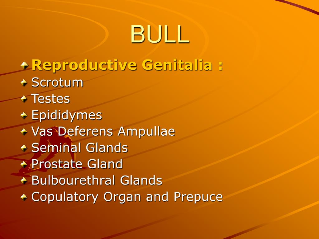Ppt Andrology A Functional Anatomy Of Male Reproductive Genitalia