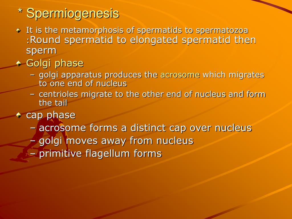 Ppt Andrology A Functional Anatomy Of Male Reproductive Genitalia
