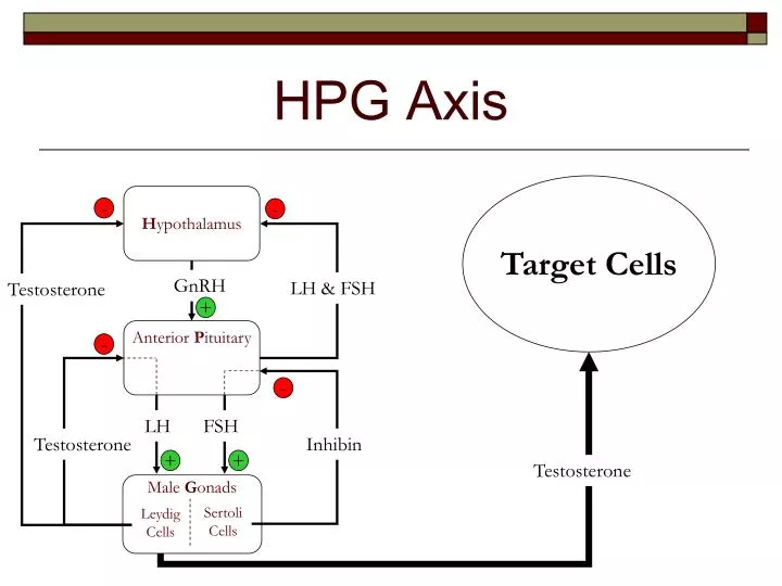 PPT - HPG Axis PowerPoint Presentation, free download - ID:194606