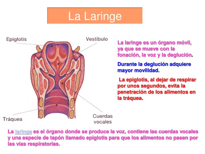 PPT - APARATO RESPIRATORIO PowerPoint Presentation - ID:195675