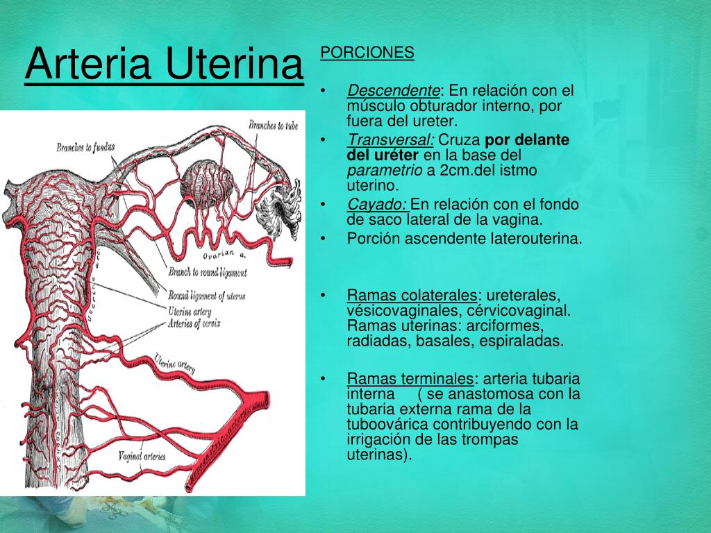 PPT - ANATOMIA DEL APARATO GENITAL FEMENINO PowerPoint Presentation ...