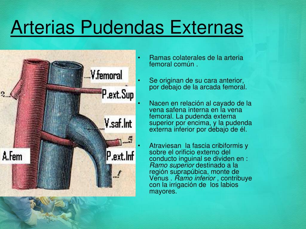 PPT - ANATOMIA DEL APARATO GENITAL FEMENINO PowerPoint Presentation ...