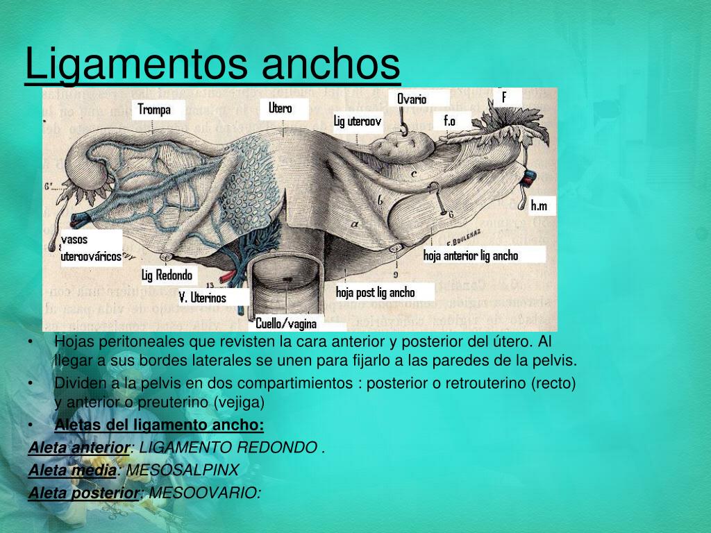 PPT - ANATOMIA DEL APARATO GENITAL FEMENINO PowerPoint Presentation ...