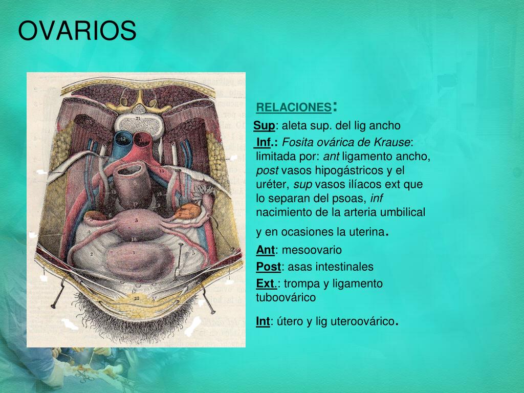 PPT - ANATOMIA DEL APARATO GENITAL FEMENINO PowerPoint Presentation ...