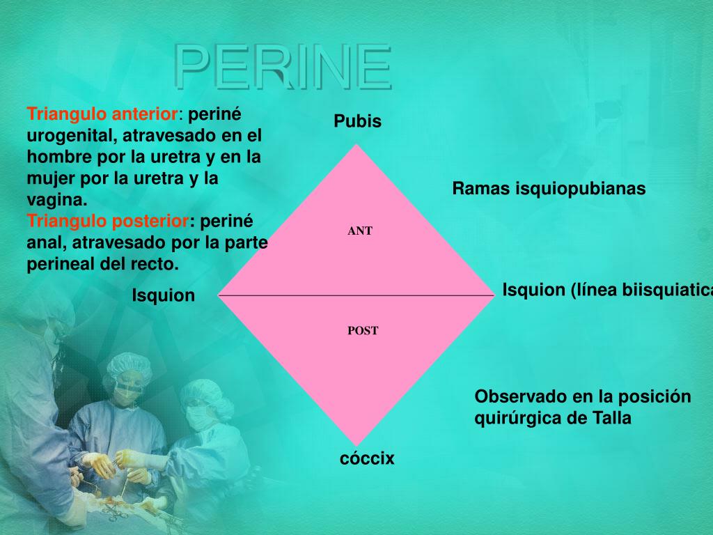 PPT - ANATOMIA DEL APARATO GENITAL FEMENINO PowerPoint Presentation ...
