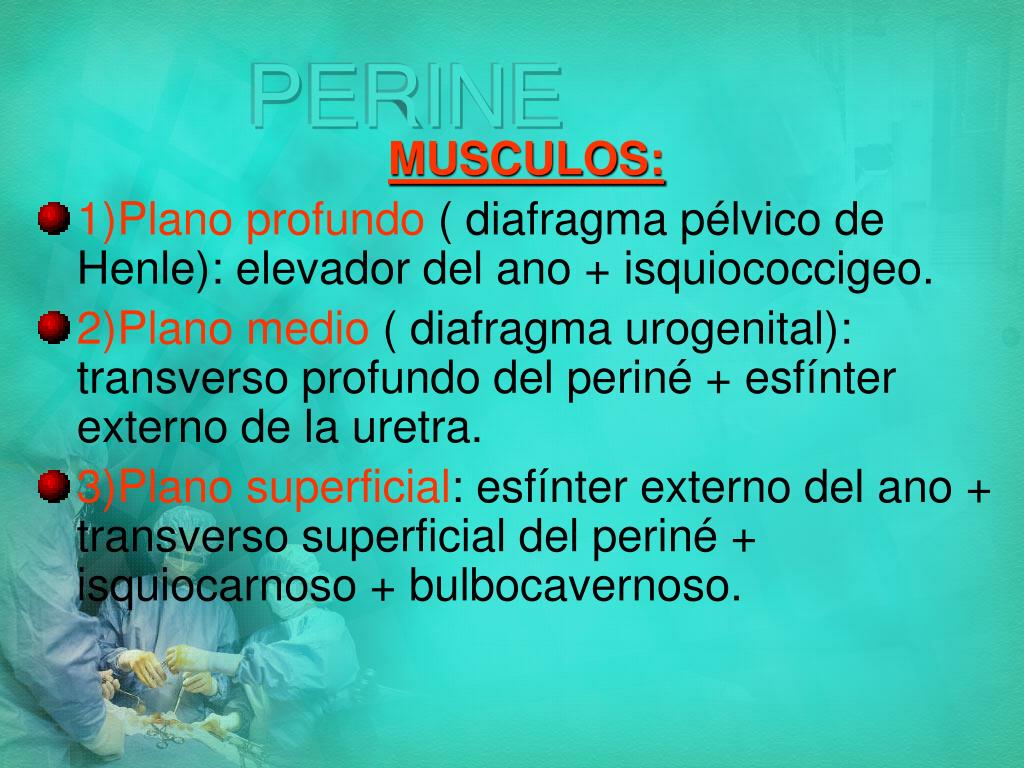 PPT - ANATOMIA DEL APARATO GENITAL FEMENINO PowerPoint Presentation ...