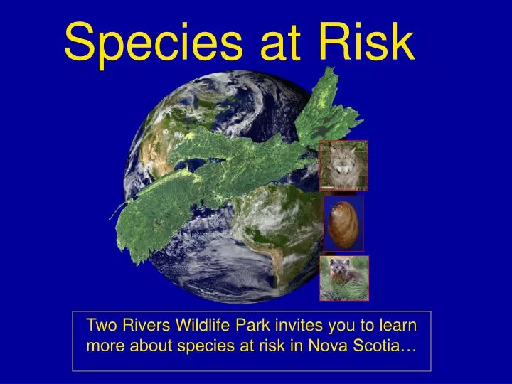PPT - Species at Risk PowerPoint Presentation, free download - ID:196327