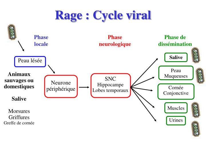 PPT - Virus à ARN (2) Virus de la rage Virus de la grippe PowerPoint ...