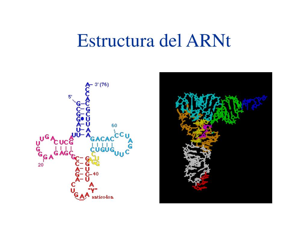 PPT - Predicción de la Estructura Secundaria del ARN Rosana Matuk ...