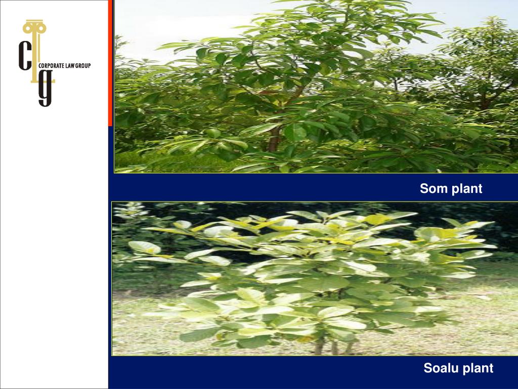 PPT - PANEL DISCUSSION 3 GIs for Market Differentiation, Reputation ...